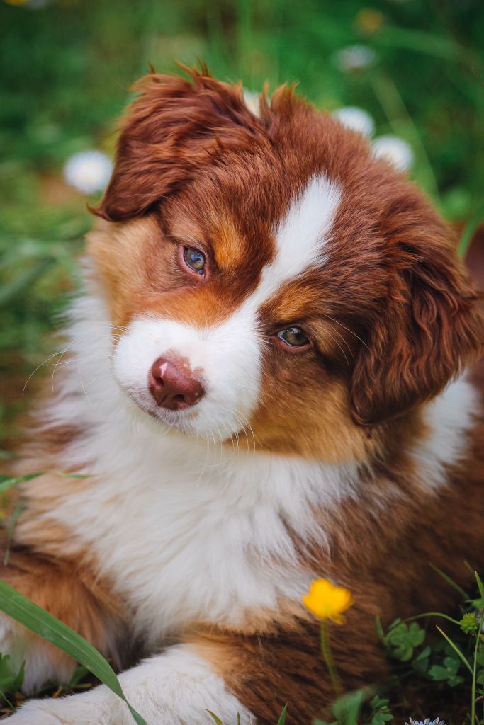 Accueil - Elevage de la Belle Etoile du Saves - eleveur de chiens ...